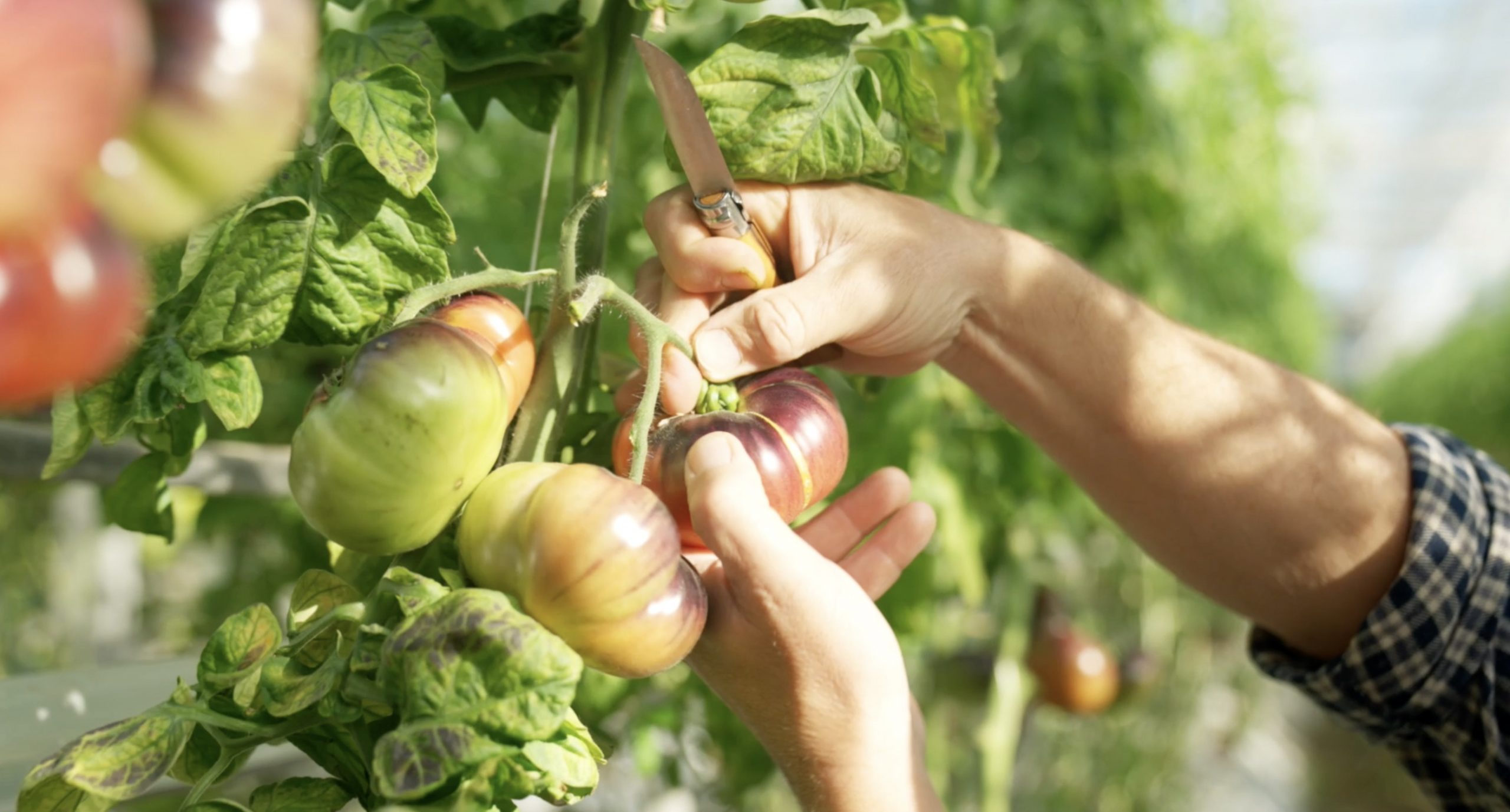 Portfolio - Grand Frais - Le Tour du Frais Social Media | 87seconds